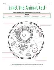 Animal Cell Diagram Worksheet Animal Cell Diagram