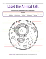 7th Grade Cell Worksheets