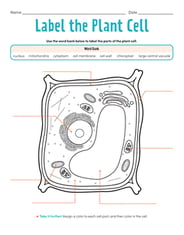 Plant Cell Answer Key