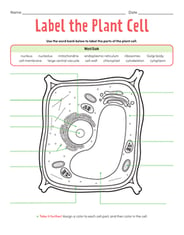 Cell Membrane Labeling Worksheet