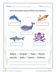 Spanish School Worksheets