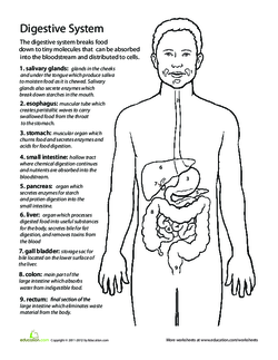 All About the Digestive System | Lesson Plan | Education.com | Lesson ...