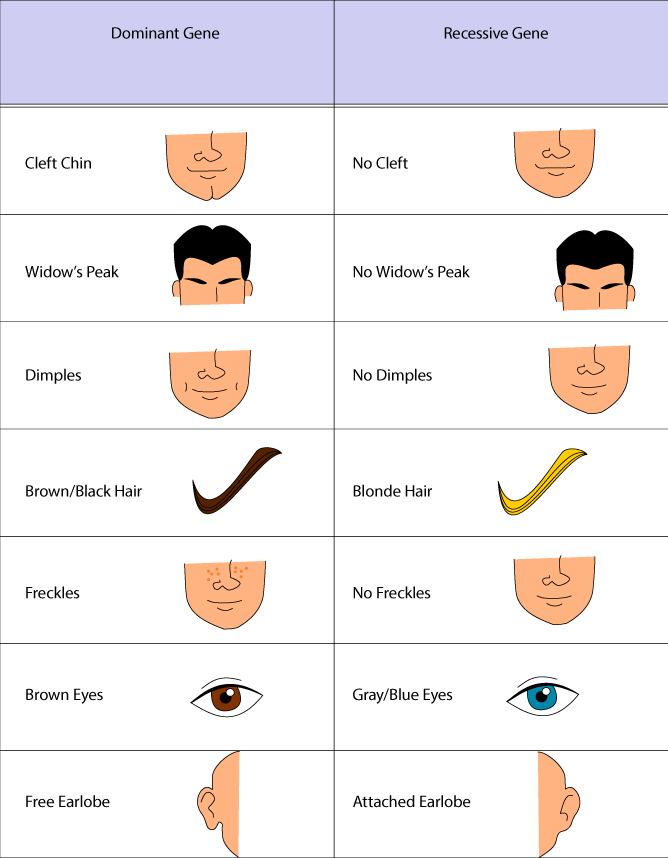 Dominant Traits Definition Biology Vendorgera
