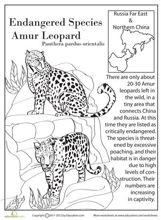 Animal Antics | Workbook | Education.com