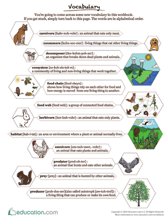 Food Webs | Workbook | Education.com