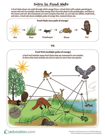 Food Webs | Workbook | Education.com