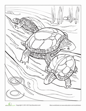 Make a Magic Turtle | Activity | Education.com