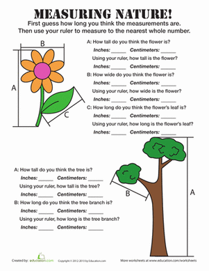 Household Measurements | Activity | Education.com