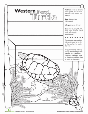 Turtle Habitat | Activity | Education.com